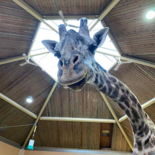 Toronto Zoo announces sudden death of giraffe Kiko