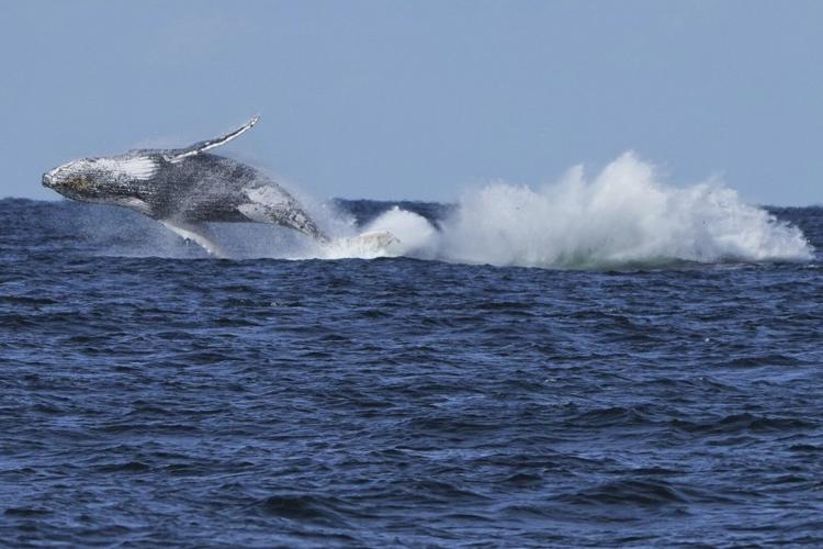 Commuter traffic stops for whales on Australia's humpback highway