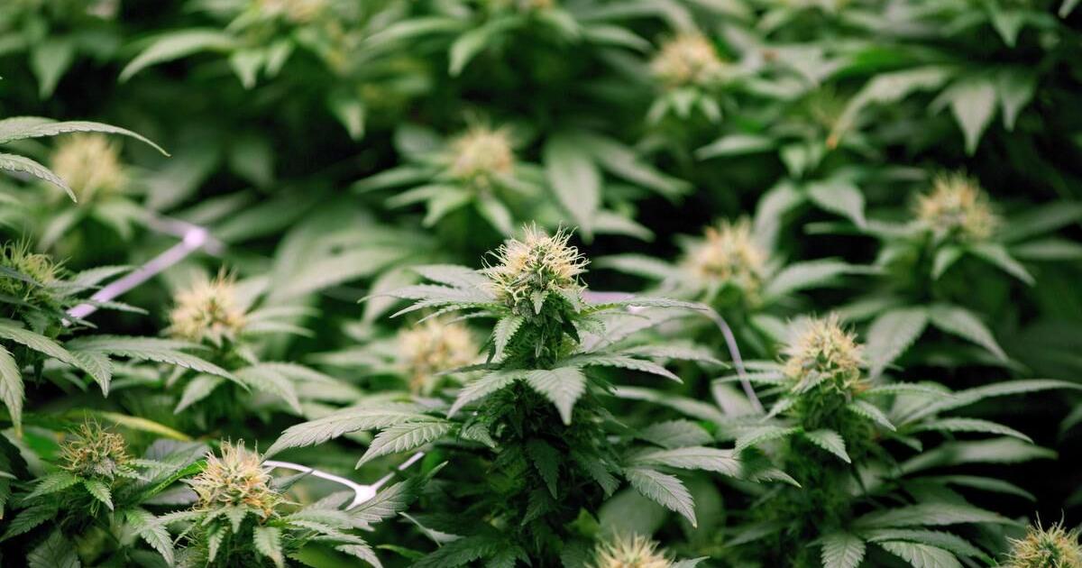 Organigram CEO Beena Goldenberg on what’s next in the cannabis business