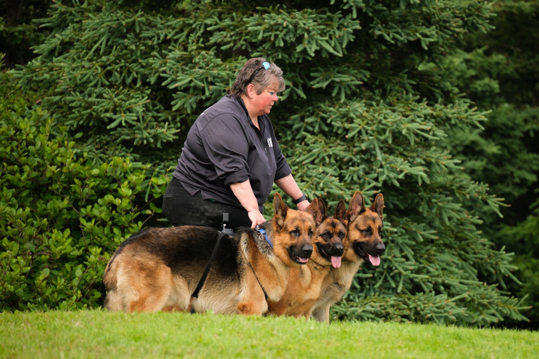 Real-life dog poisoning mystery roiling ‘Hudson & Rex’