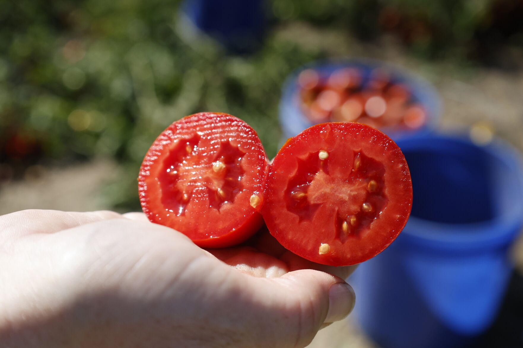 How a research facility in Leamington developed a top secret tomato ...