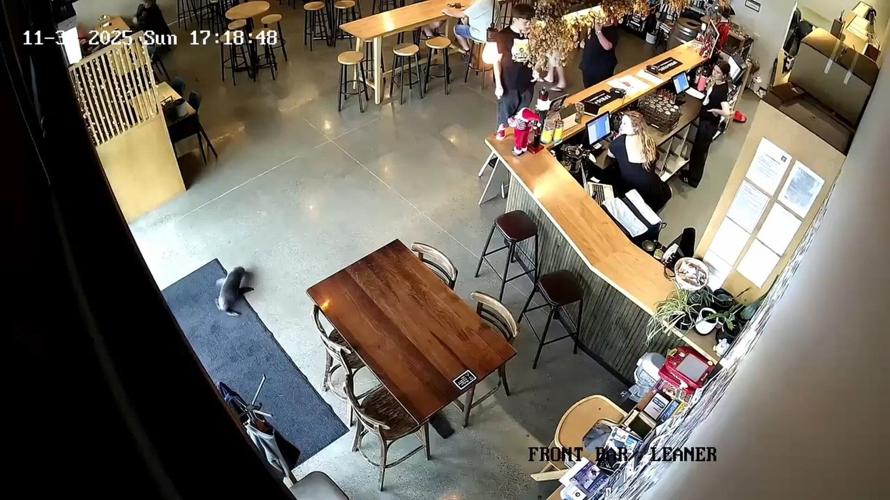 A seal galumphs into a bar. The bartender says 'Grab the salmon!'