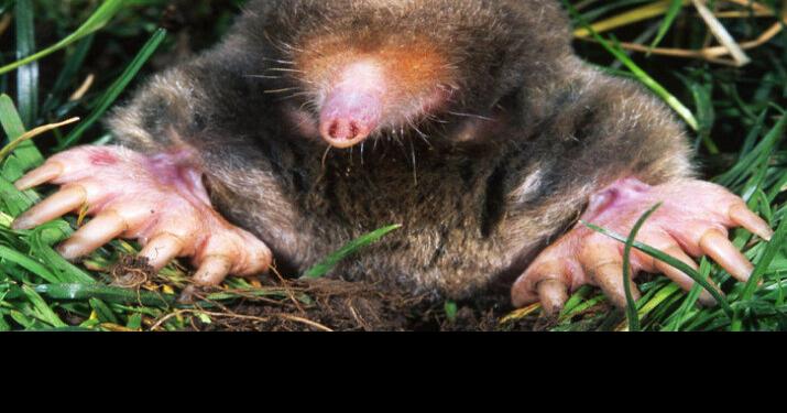 How this mole could hold the key to lung and blood disease