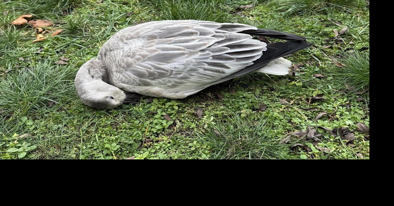What do you do when a goose dies in your backyard, amid concerns about ...