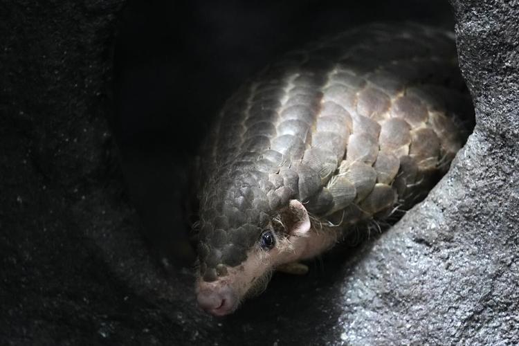 Prague Zoo gets Taiwanese pangolins after fallout with China