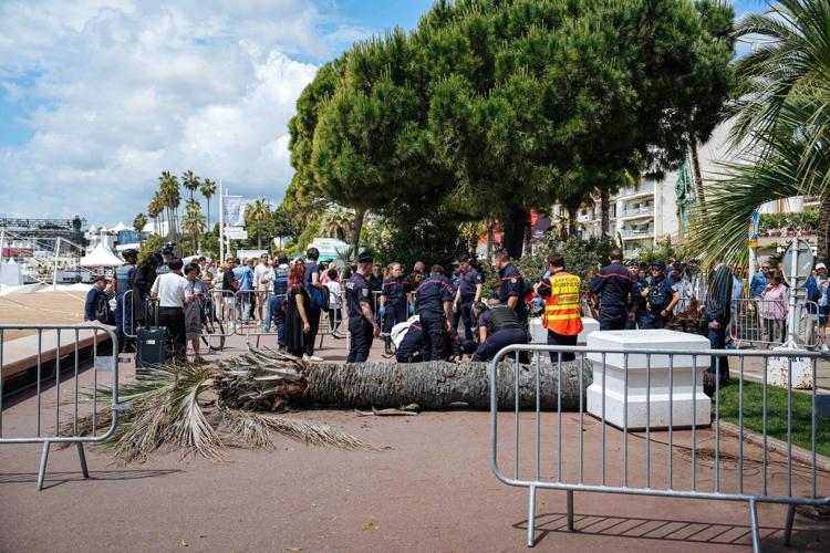 Palm tree falls on a person at Cannes Film Festival