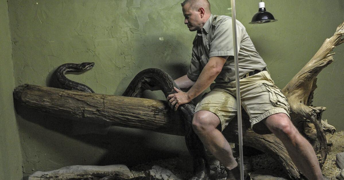 Python said to have killed two New Brunswick boys may have been lured ...