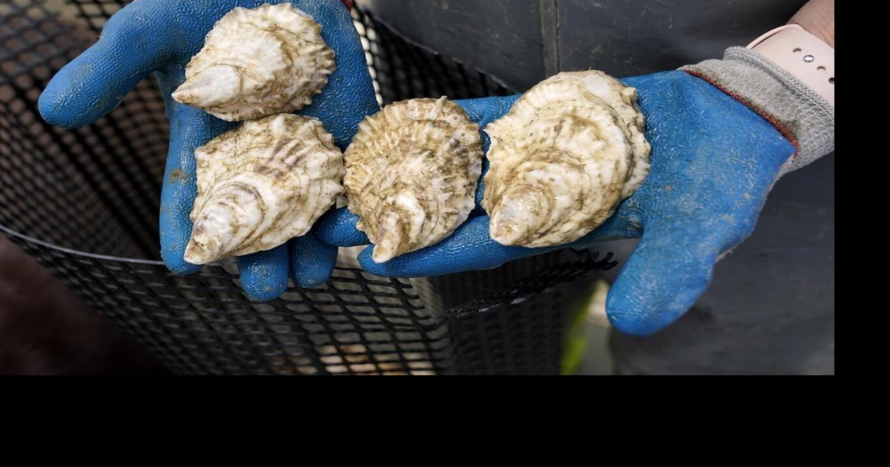 Canadian Food Inspection Agency investigating after parasite found in P ...