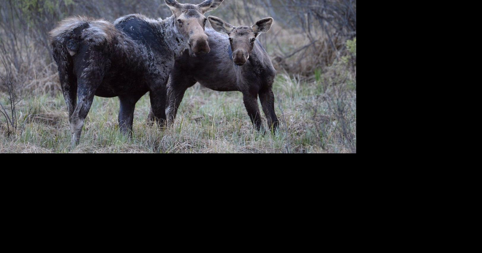 Alberta's special hunting licences yield $356K at Utah auction