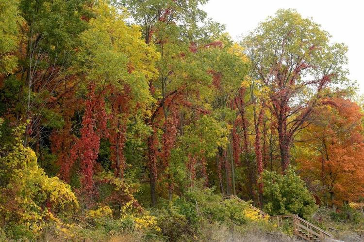 Fall foliage brightens up Hamilton