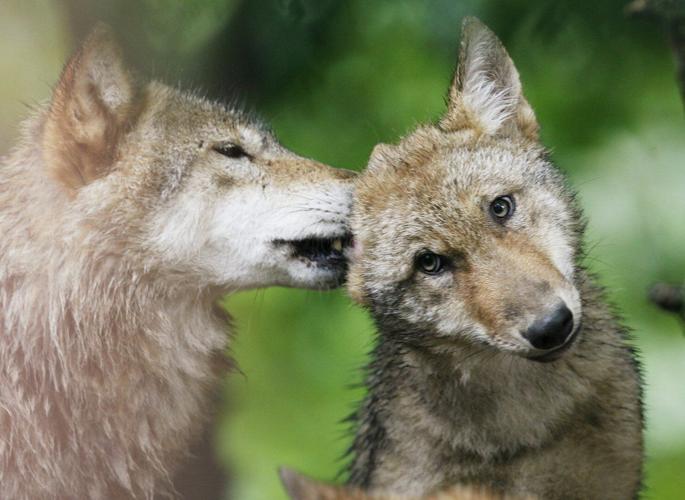European Parliament votes to lower protections on wolves