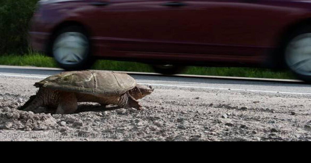 Note to fast-as-a-hare drivers: Take time for turtles in your path