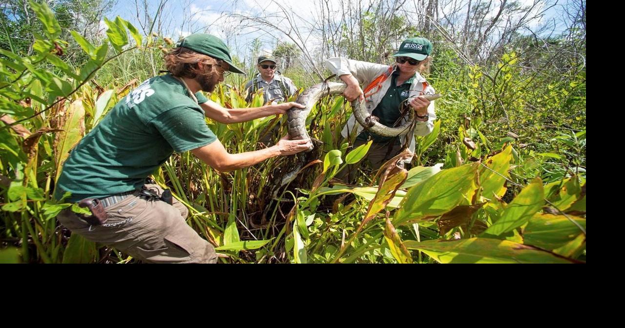 Program shows promise of removing pythons from Everglades
