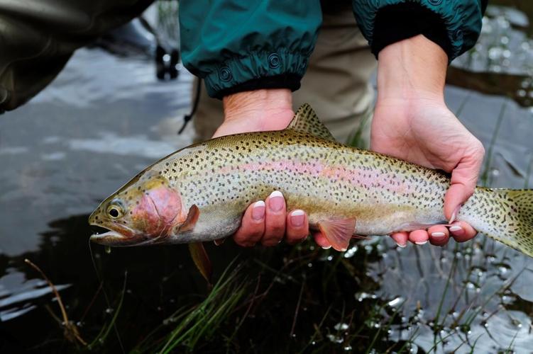 On the Colorado River, growing concern for trout and chub