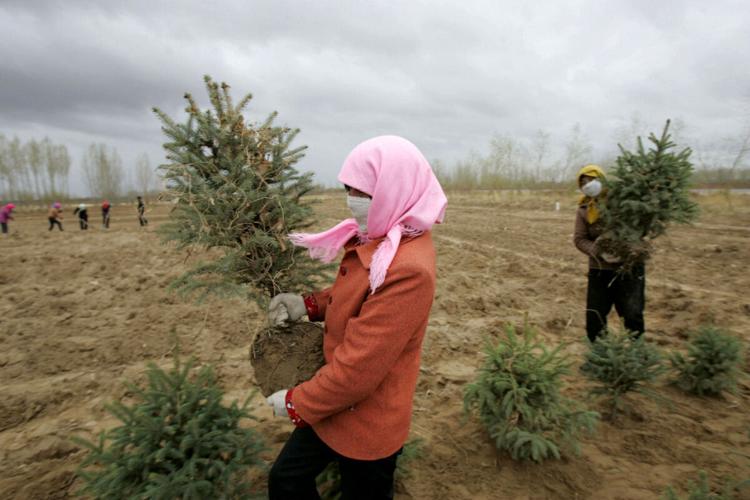 Can China’s great, green wall stop its creeping deserts?
