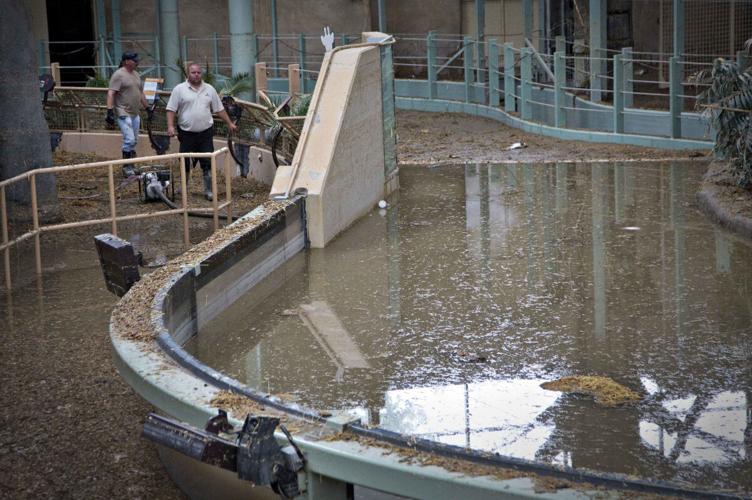 Alberta flooding: Calgary Zoo staff risk life to stop hippo that almost ...