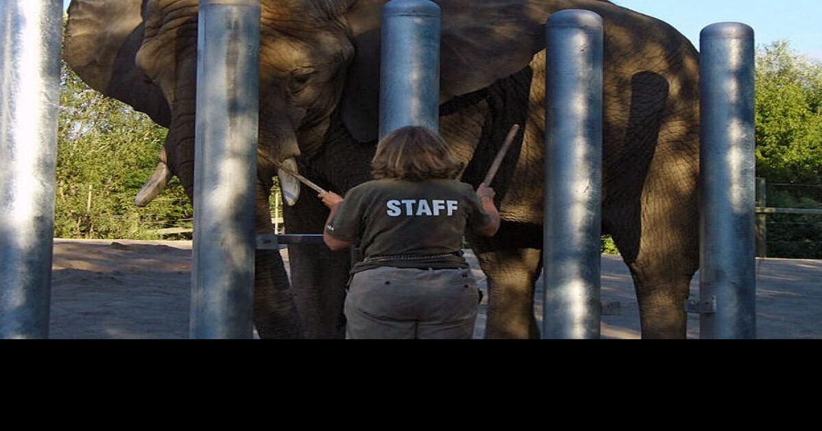 Public bids adieu to the Toronto zoo elephants