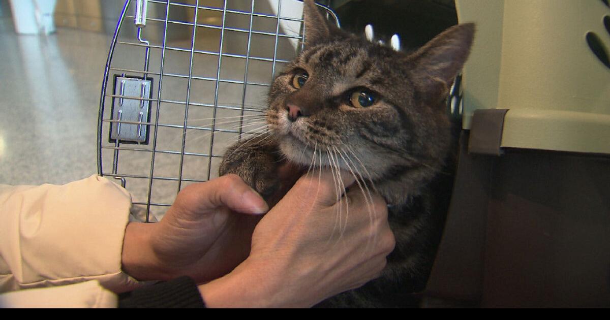 Cat in the cockpit grounds Toronto-bound airplane