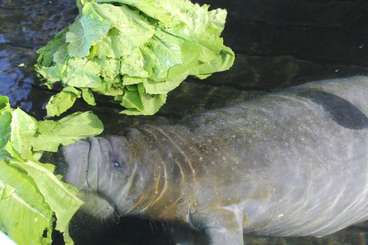 Manatees, Florida’s gentle giants, deserve your protection