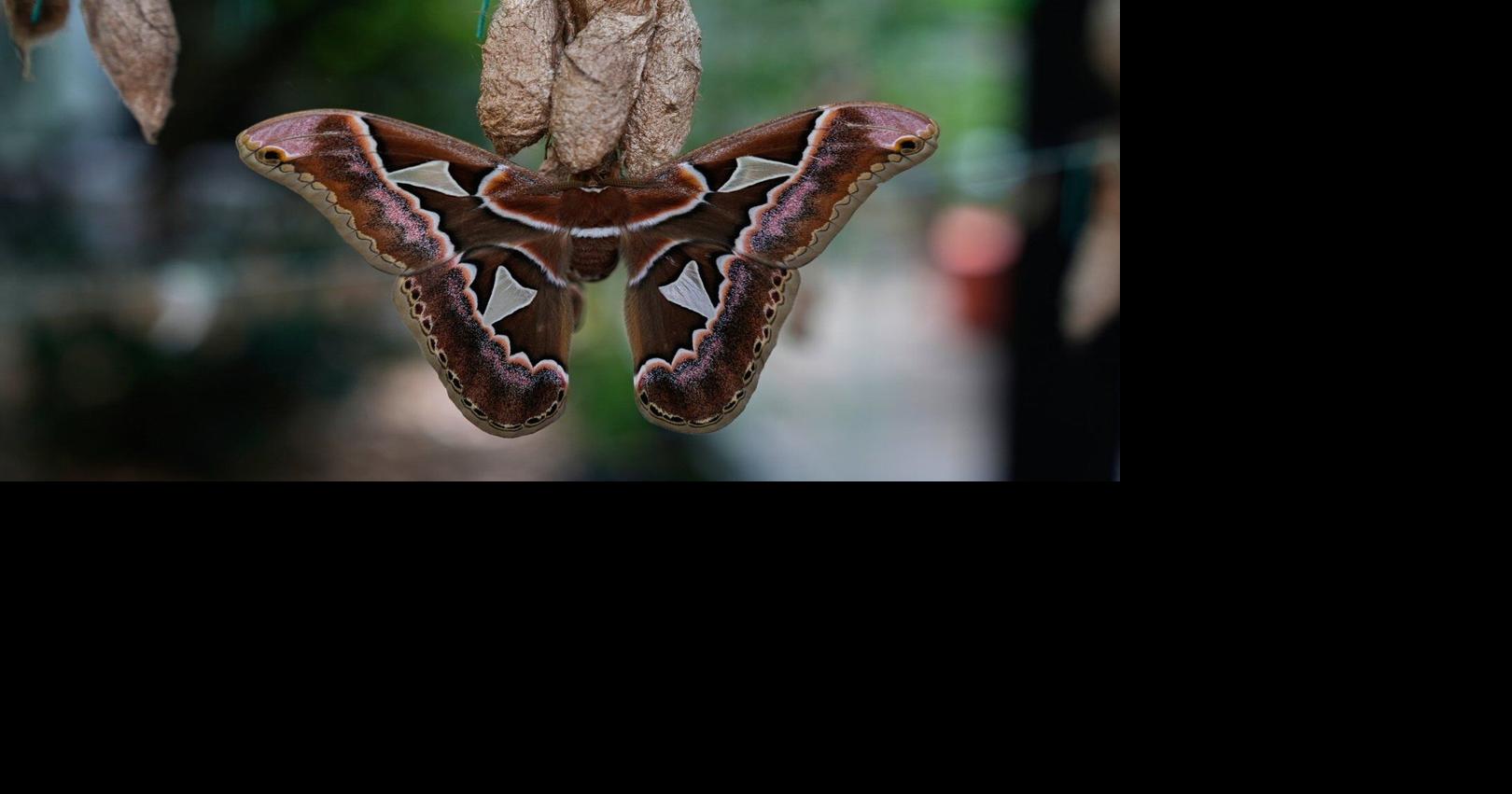 Rescued giant moths emerge from cocoons in Mexico's sprawling capital