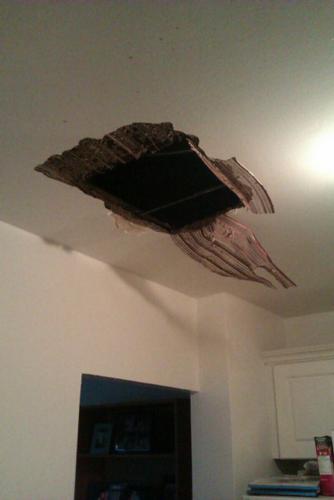 Trapped cat survives between floor and ceiling for 11 days