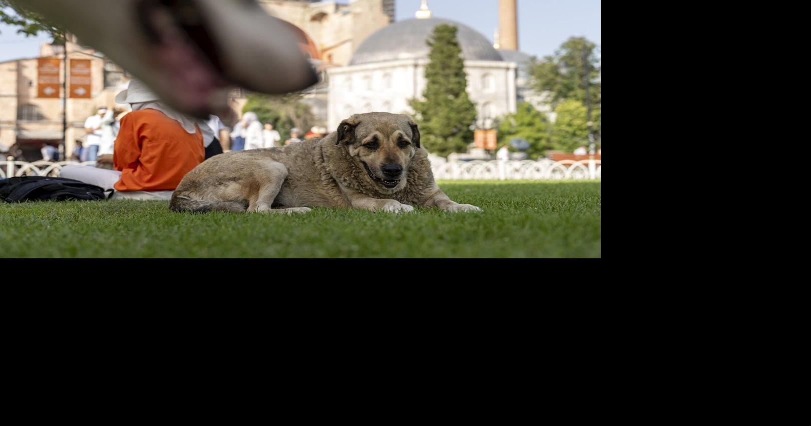 Turkey's top court upholds controversial law on culling of stray dogs