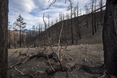Report into B.C.’s massive Elephant Hill wildfire forwarded for ...