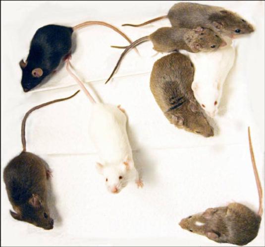 Why genetically varied mice could be mightier