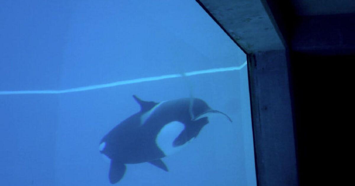 Marineland: Killer whale bleeding for months, trainer says