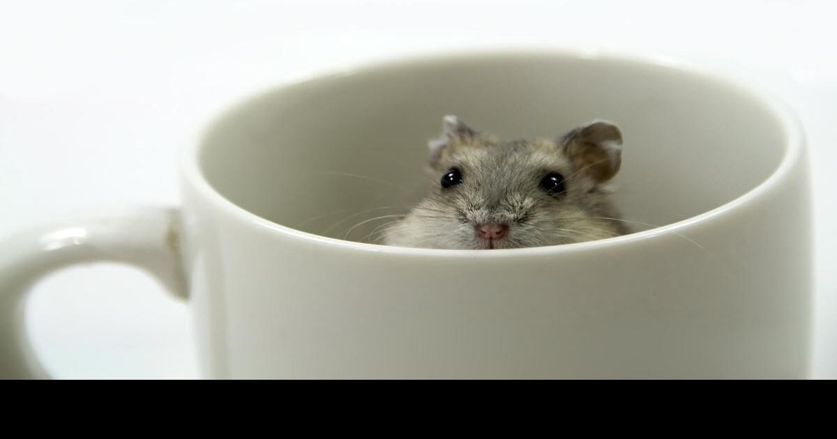 My condo unit has mice. Who deals with a mouse in the house?