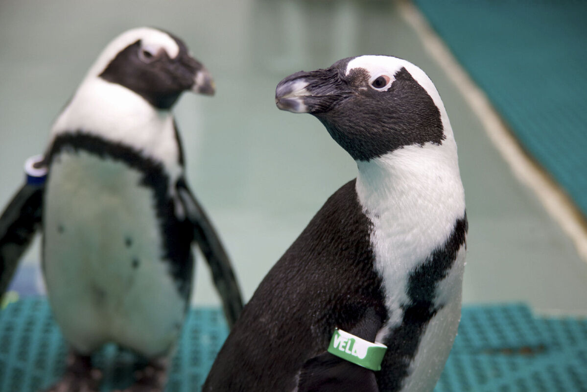 Penguins and flamingos may be added to Toronto’s banned animal list