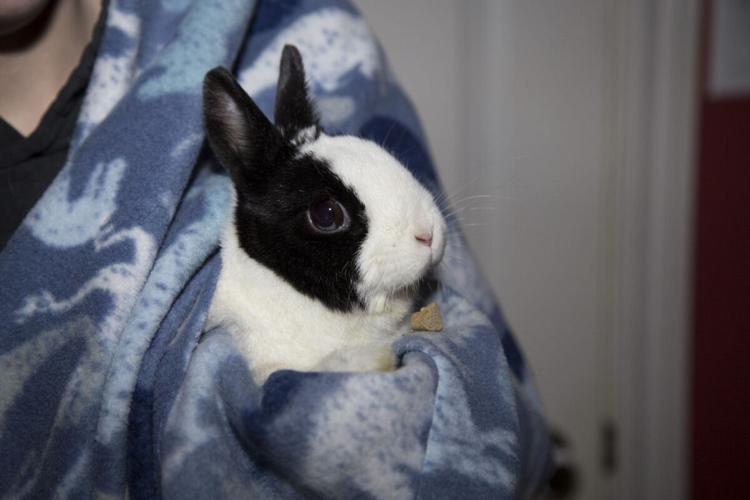 Paralyzed bunny has to wait another month for special wheelchair
