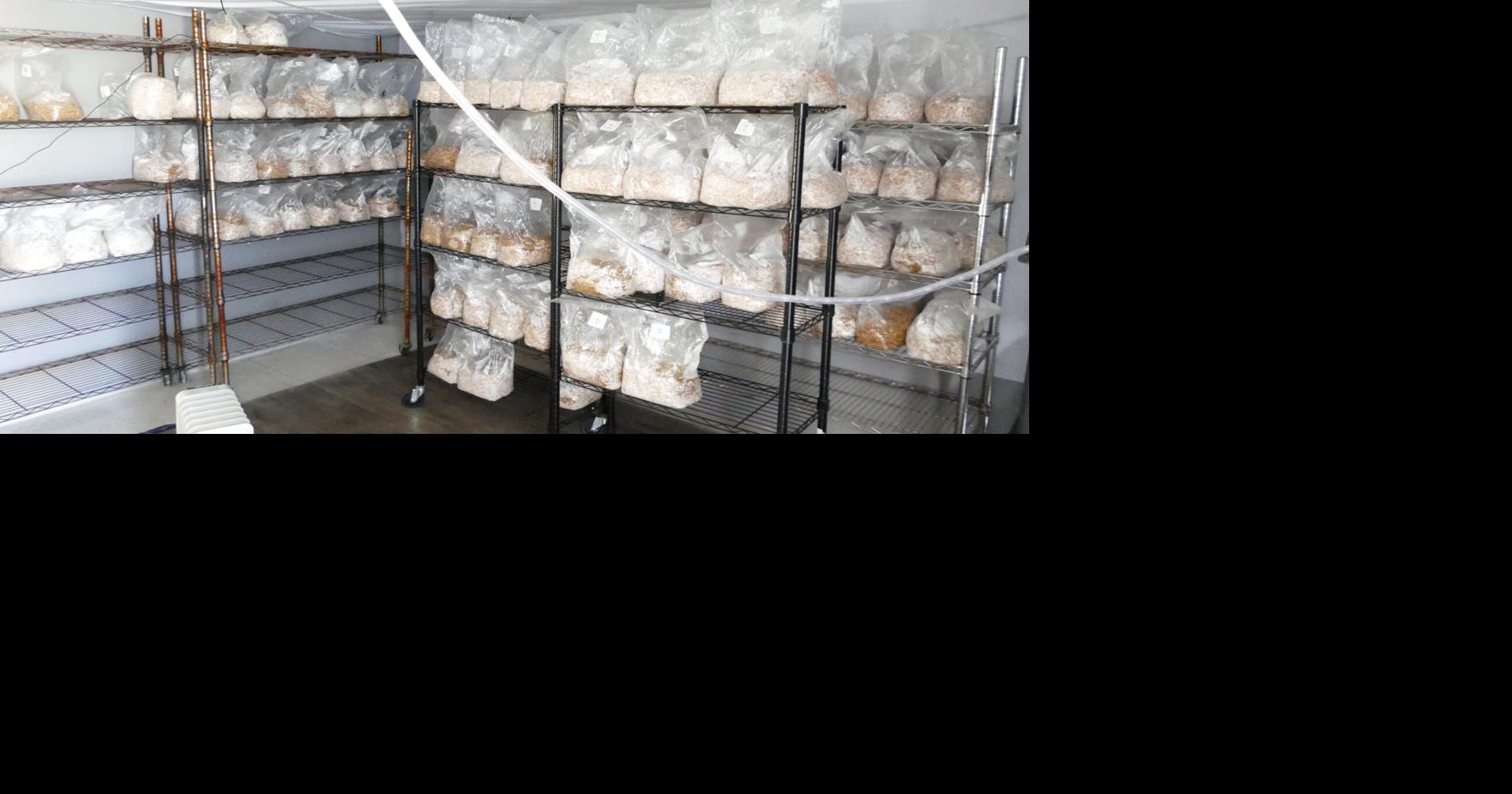 York police: ‘One of the largest’ psilocybin lab operations