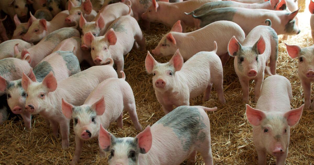 Pig-gassing controversy lands food company in hot water