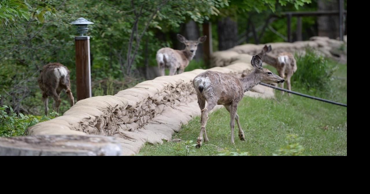 Third deer infected with chronic wasting disease in B.C.