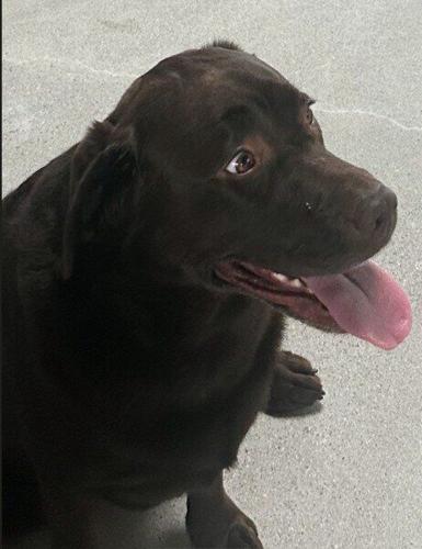 Roxy, the dog stolen in Toronto carjacking, found safe