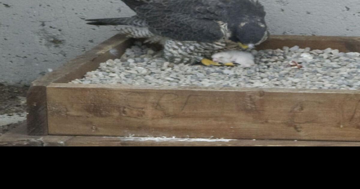 North York falcons welcome baby ‘Harlequin’