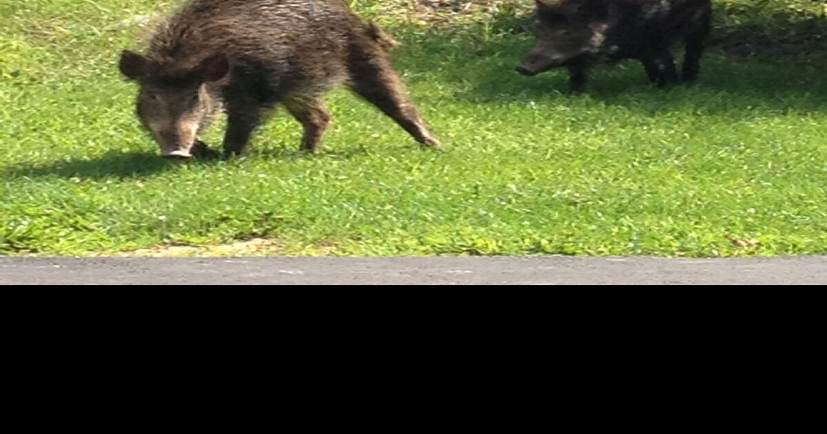Invasive species of wild boar shot in Caledon