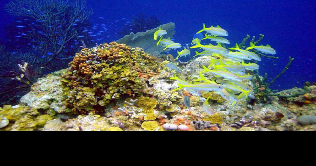 ‘Pretty bleak situation’: Mass extinctions in oceans predicted