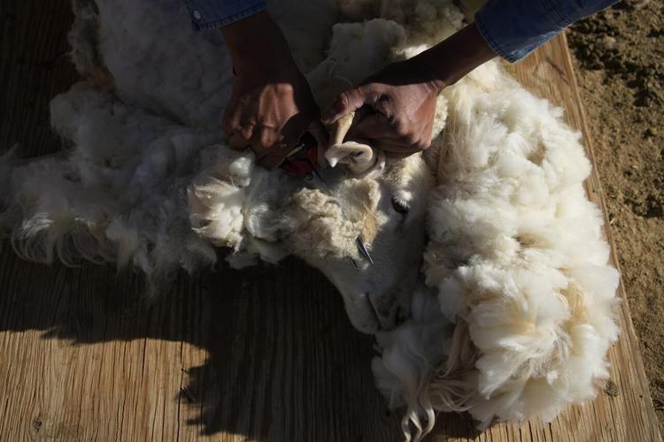 Navajo sheep herding at risk from climate change. Some young people ...