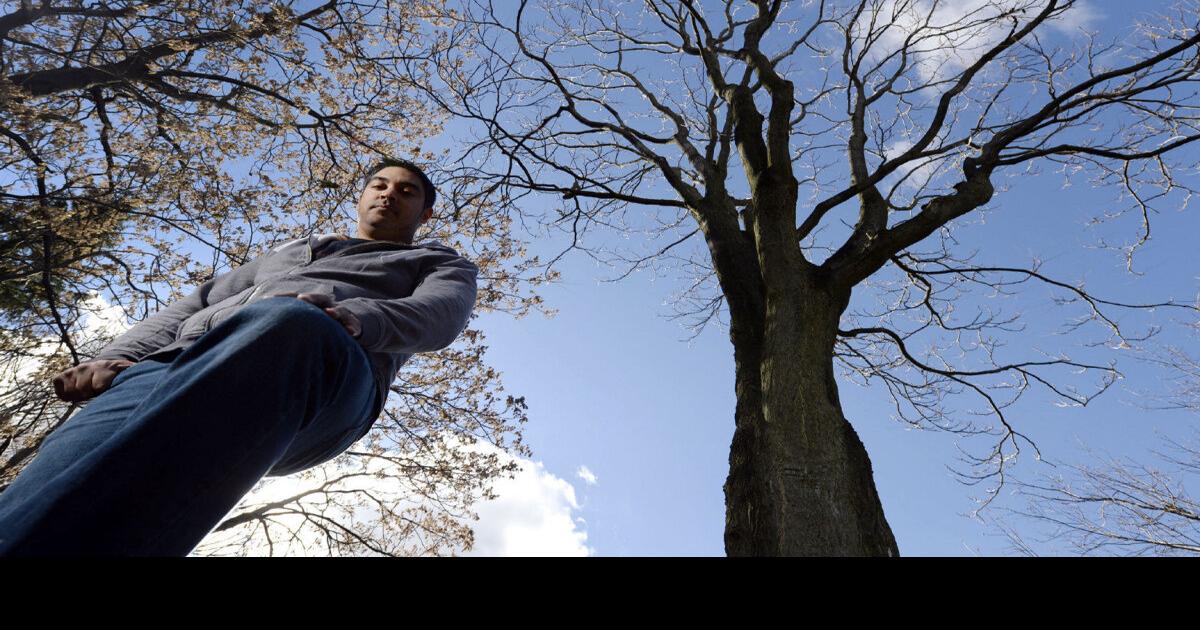 Threatening tree? Know when to call an arborist