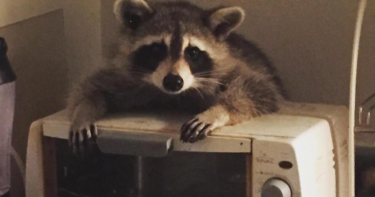‘You have a genius raccoon!’ How Toronto’s trash pandas baffled the ...