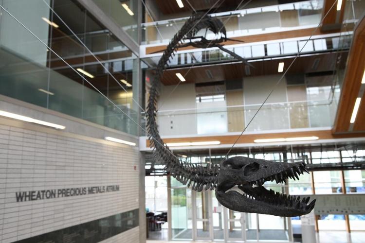 B.C. museum welcomes 13-metre long Elasmosaurus skeleton