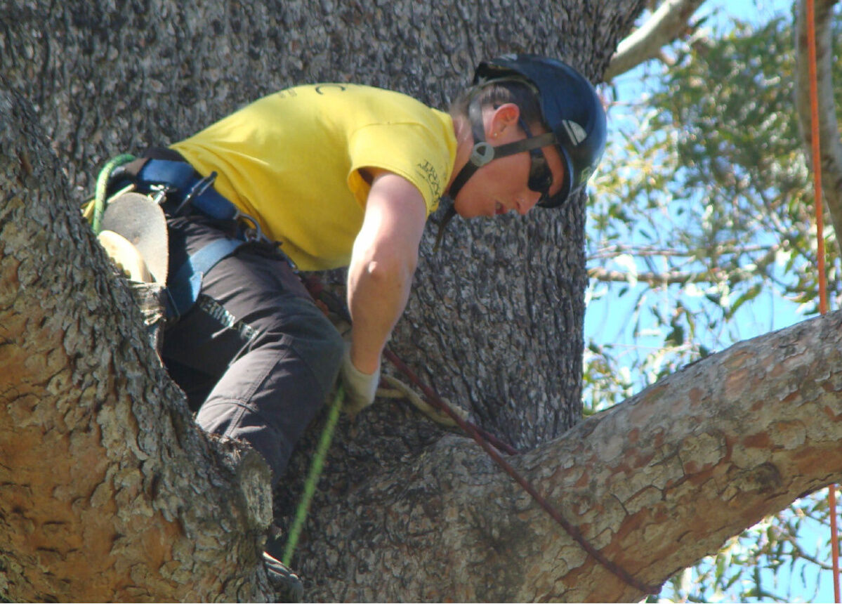 Competitive tree climber is comfortable being out on a limb