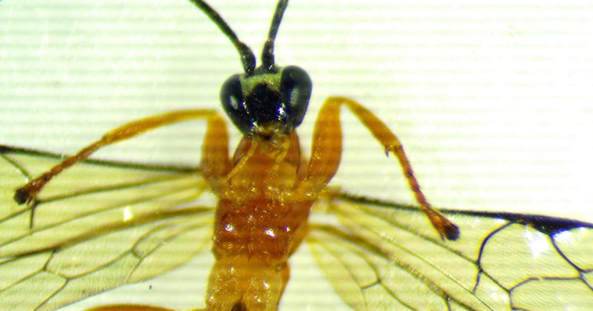 UBC researchers discover a parasitic wasp that ‘zombie-fies’ spiders