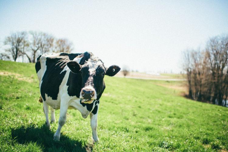 When these Ontario dairy cows see spring pasture for the first time ...