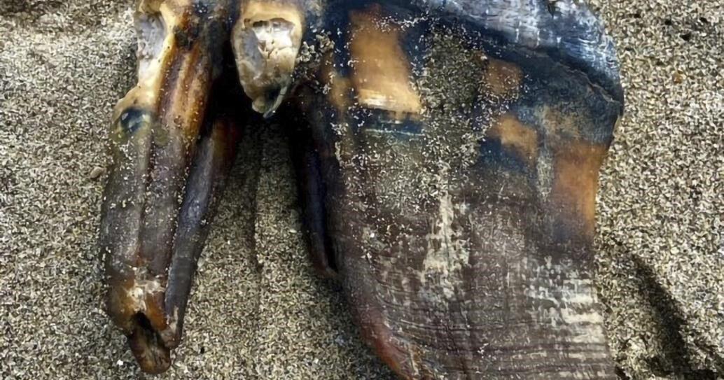 Woman walking on California beach finds ancient mastodon tooth