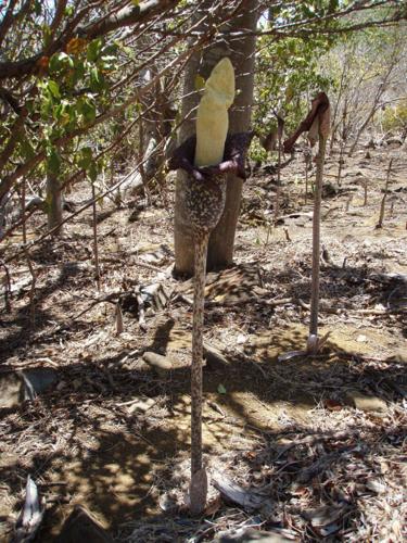Phallic-shaped plant species discovered in Madagascar