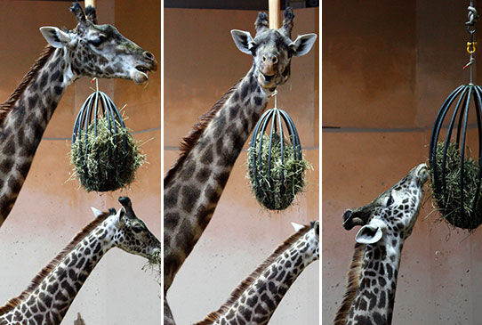 Toronto Zoo giraffes move into new high-ceilinged home