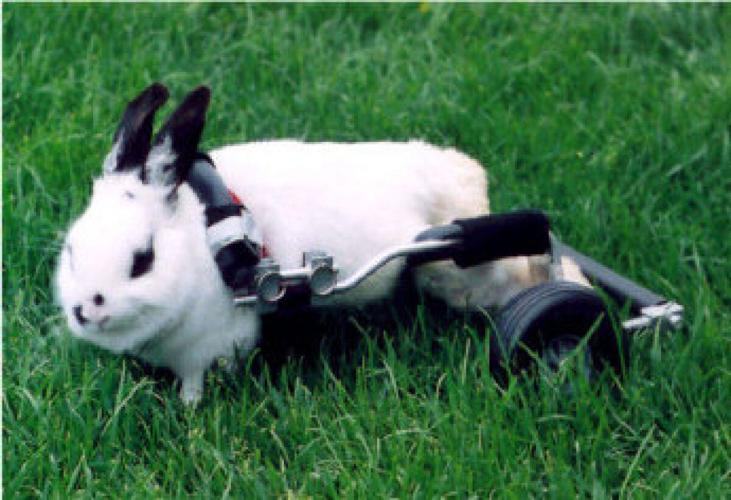 When all hop is lost, hope returns: Bunny wheelchair gives Oreo new ...